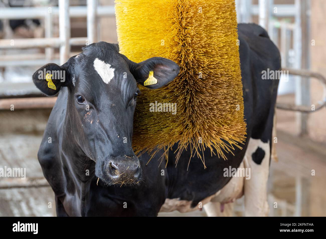 Dairy cow using a brush type scratching post, Dumfries, UK Stock Photo ...