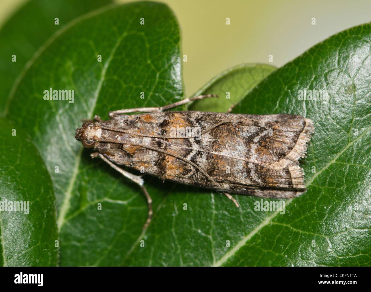 Pitch moth hi-res stock photography and images - Alamy