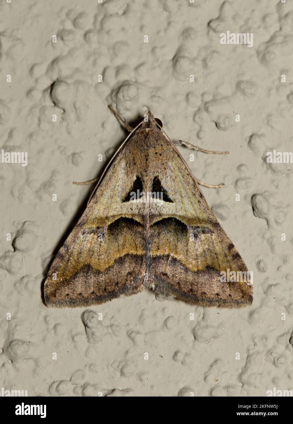 Cellar melipotis moth hi-res stock photography and images - Alamy