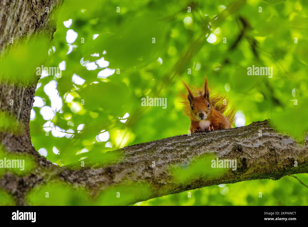 Single Red Squirrel - Sciurus vulgaris - sitting on tree branch in ...