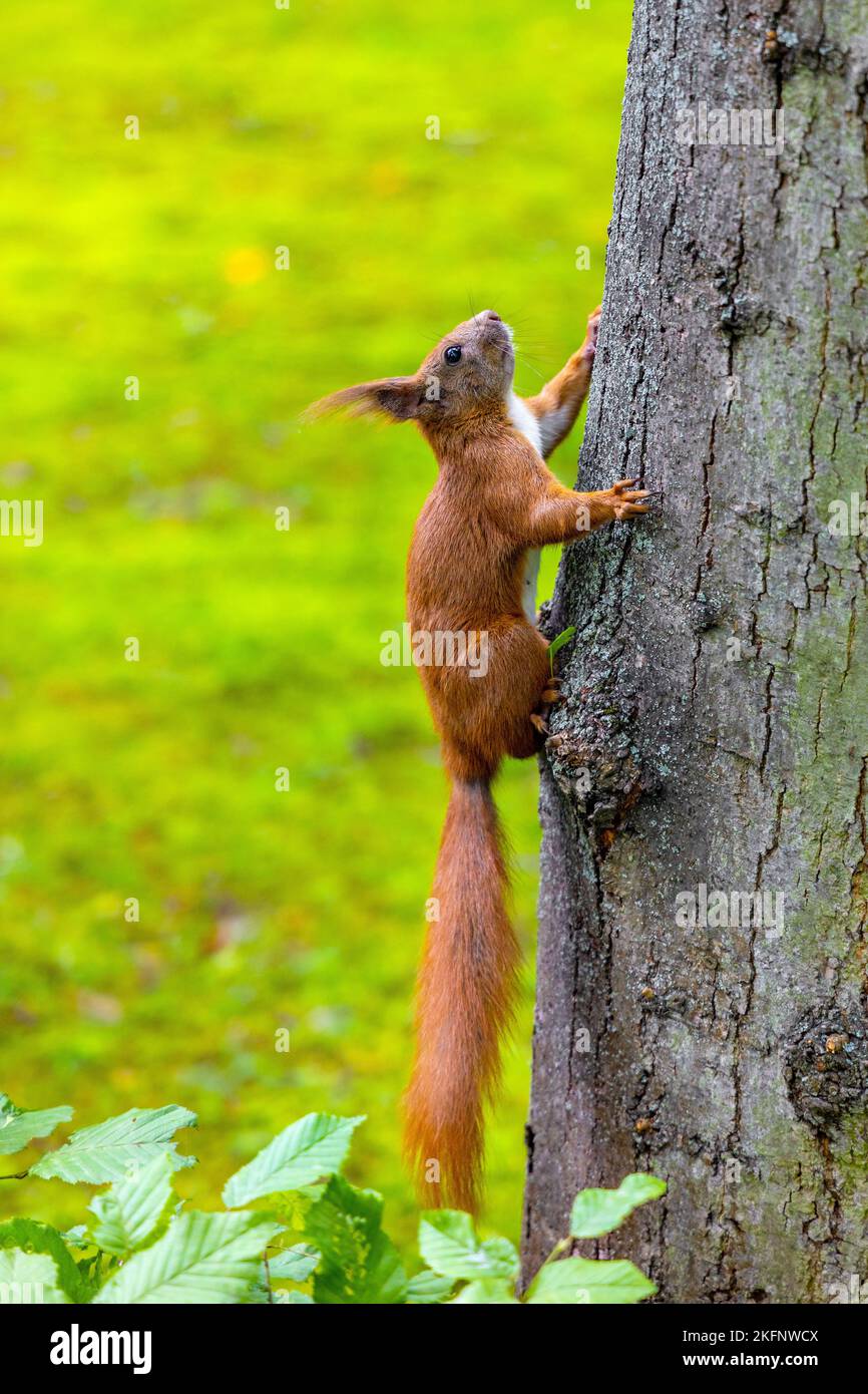 Single Red Squirrel - latin Sciurus vulgaris - climbing tree trunk in ...