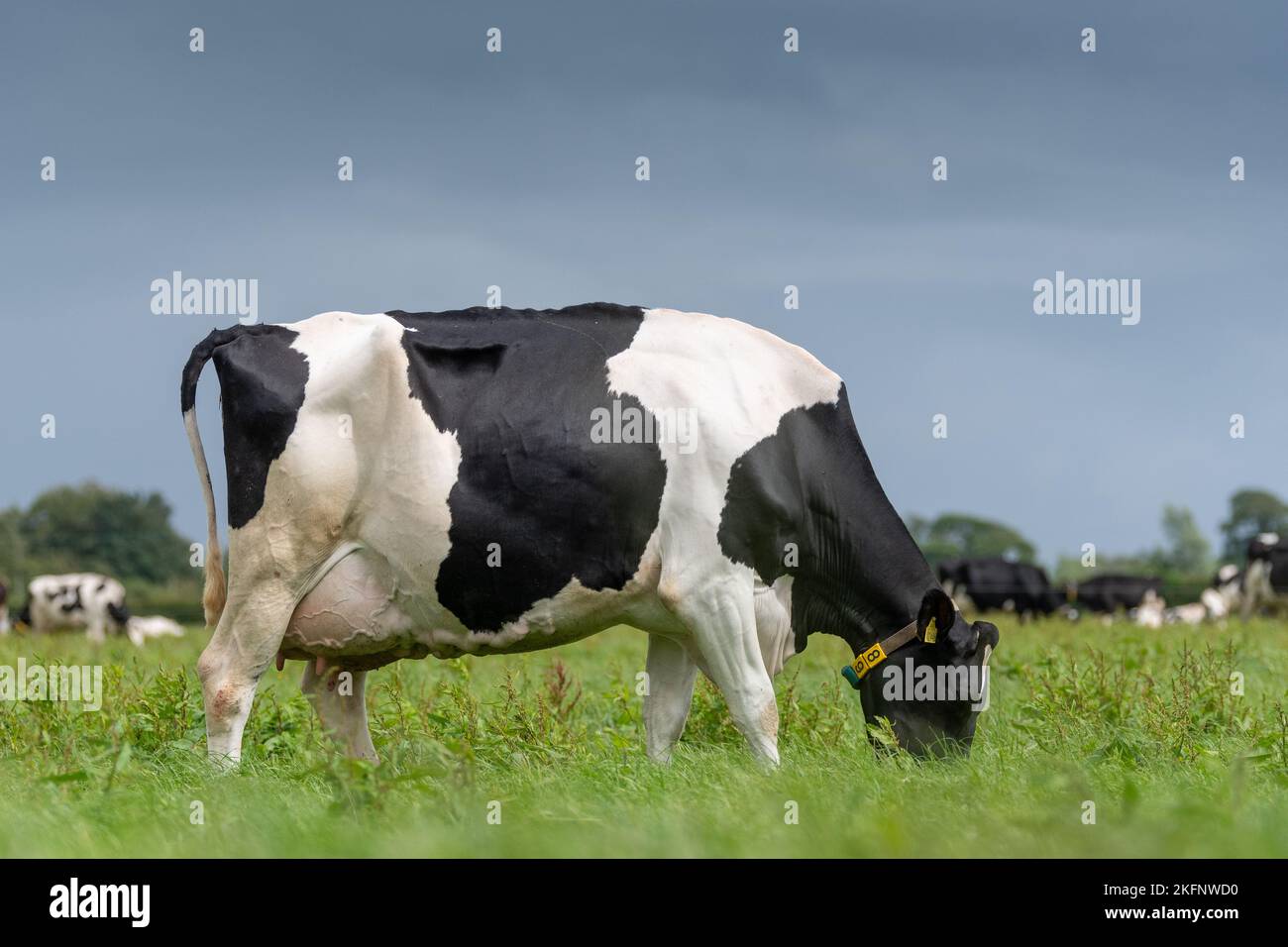 Holstein dairy cattle grazing on lowland pastures, Dumfries, UK Stock ...