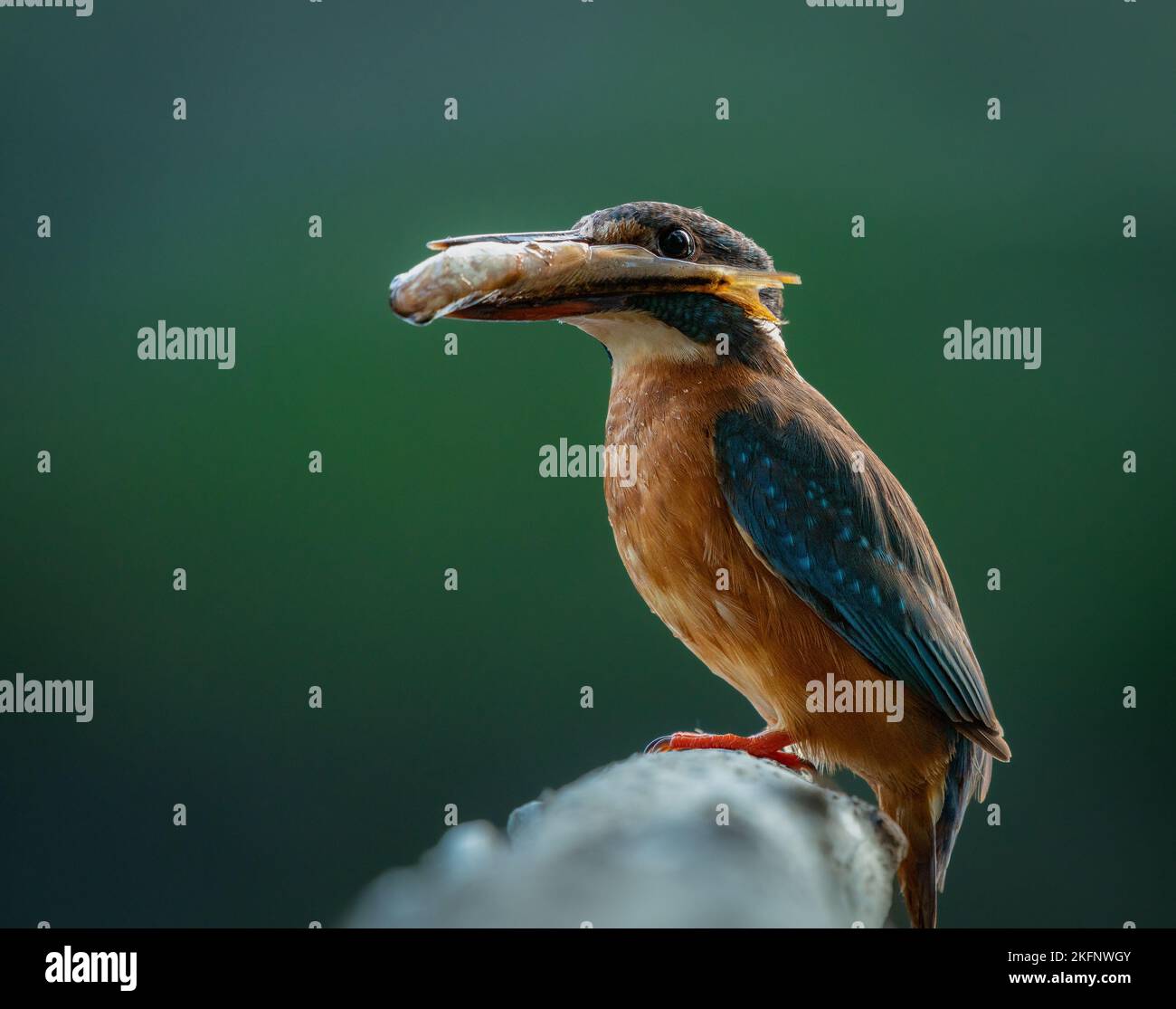 A closeup shot of brightly colored kingfisher bird perched on tree ...