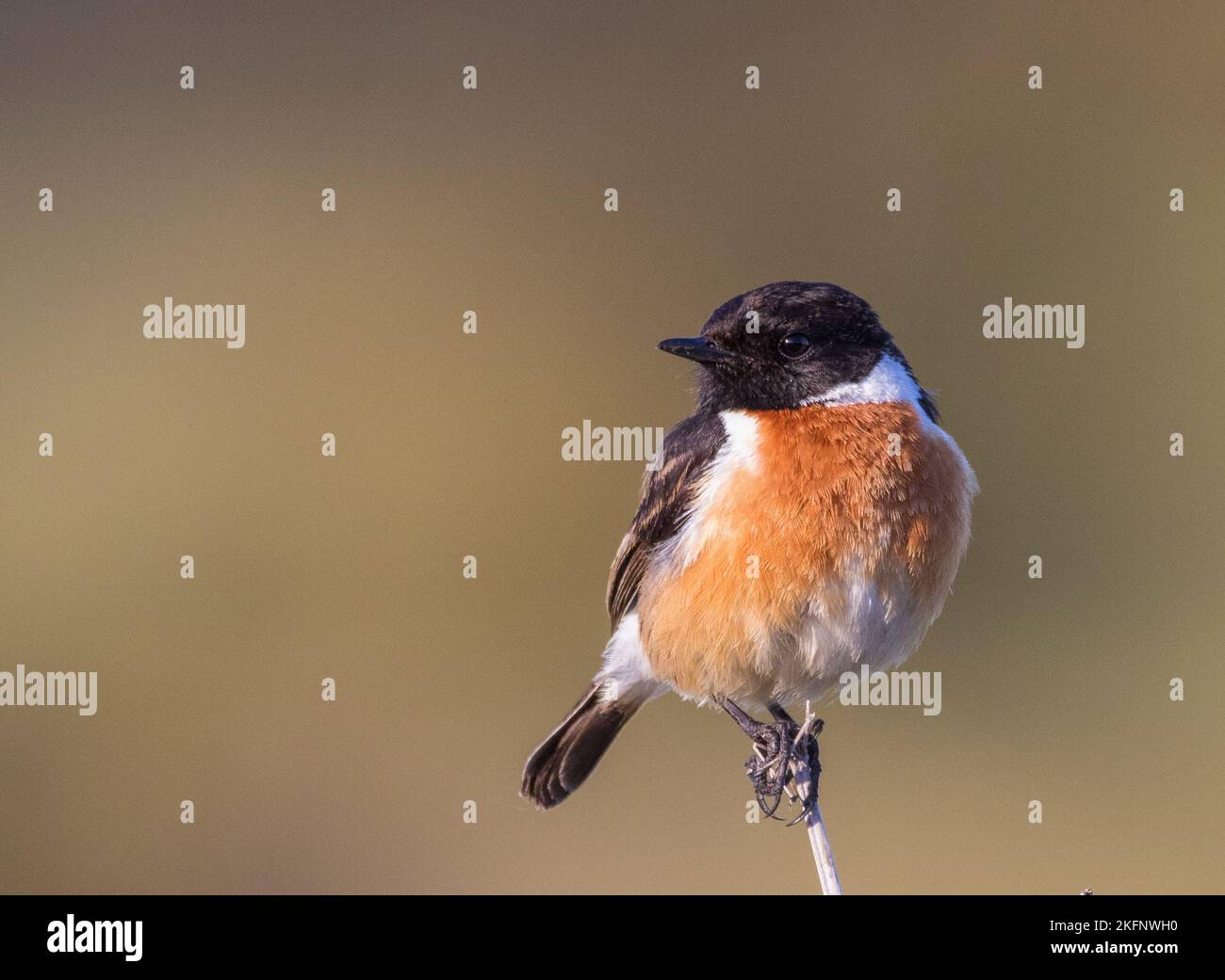 Nature scene with European stonechat (Saxicola rubicola) colored bird ...