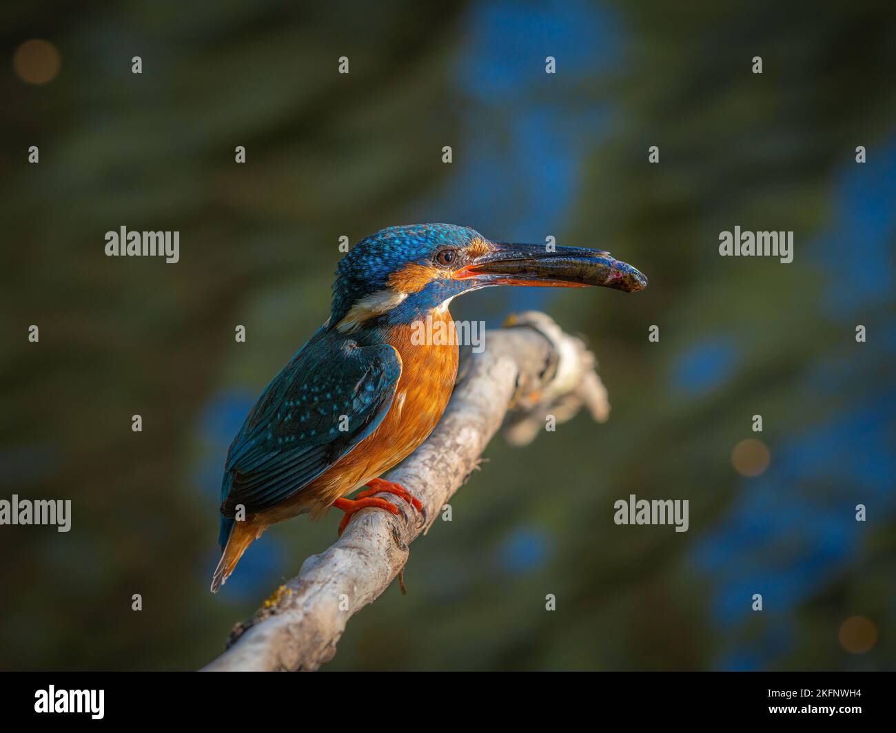 A closeup shot of brightly colored kingfisher bird perched on tree ...