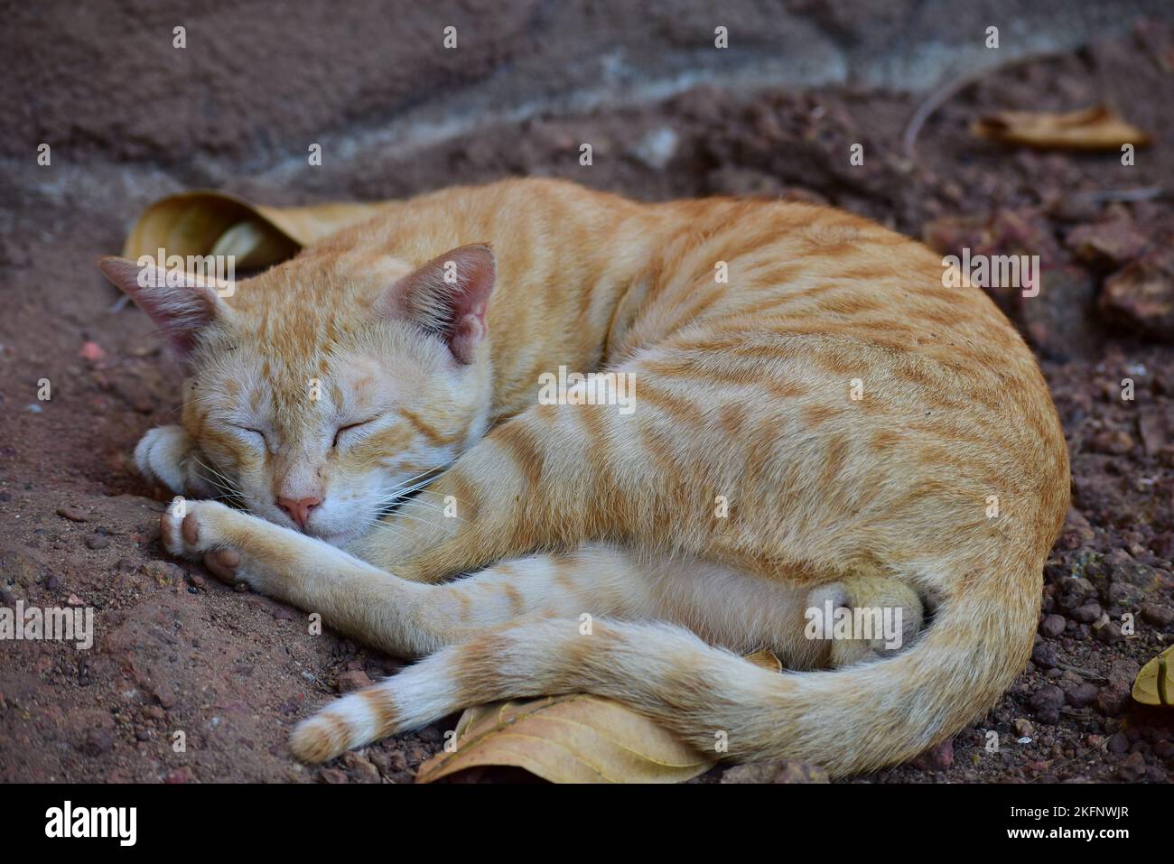 Cute cat in deep sleep high resolution image for downloading Stock ...