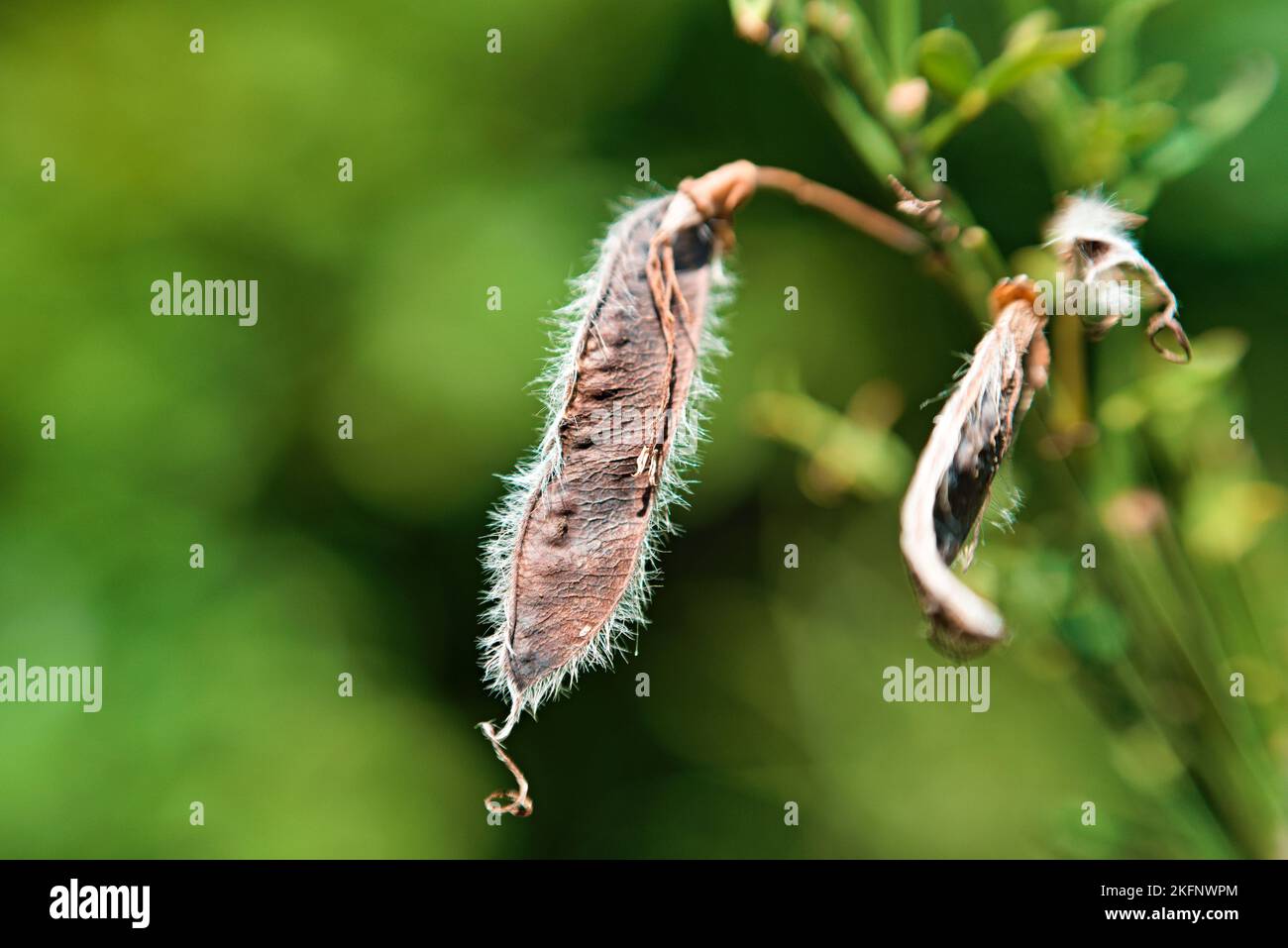 A closeup of a Scotch broom tree with withered flowers on a blurred ...