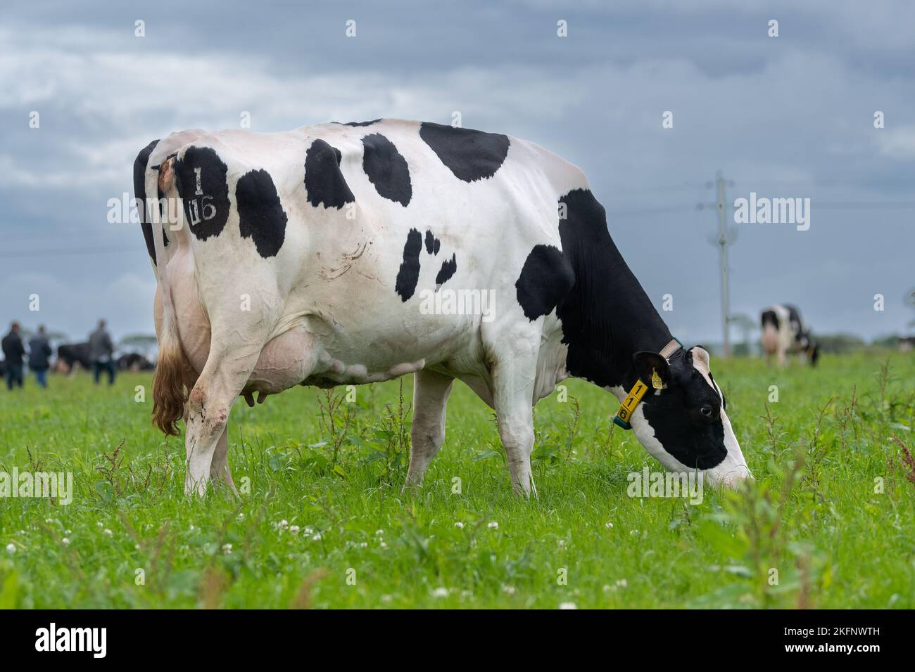 Holstein dairy cattle grazing on lowland pastures, Dumfries, UK Stock ...