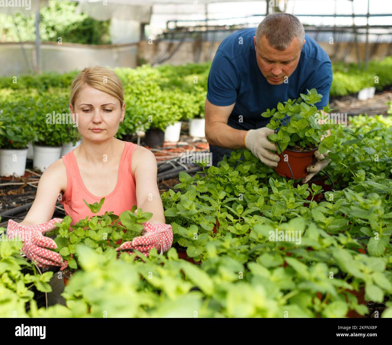 Couple agribusiness hi-res stock photography and images - Alamy