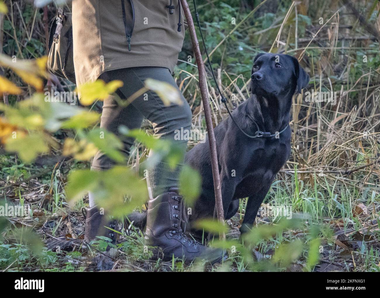 Working Black Labrador Stock Photo - Alamy