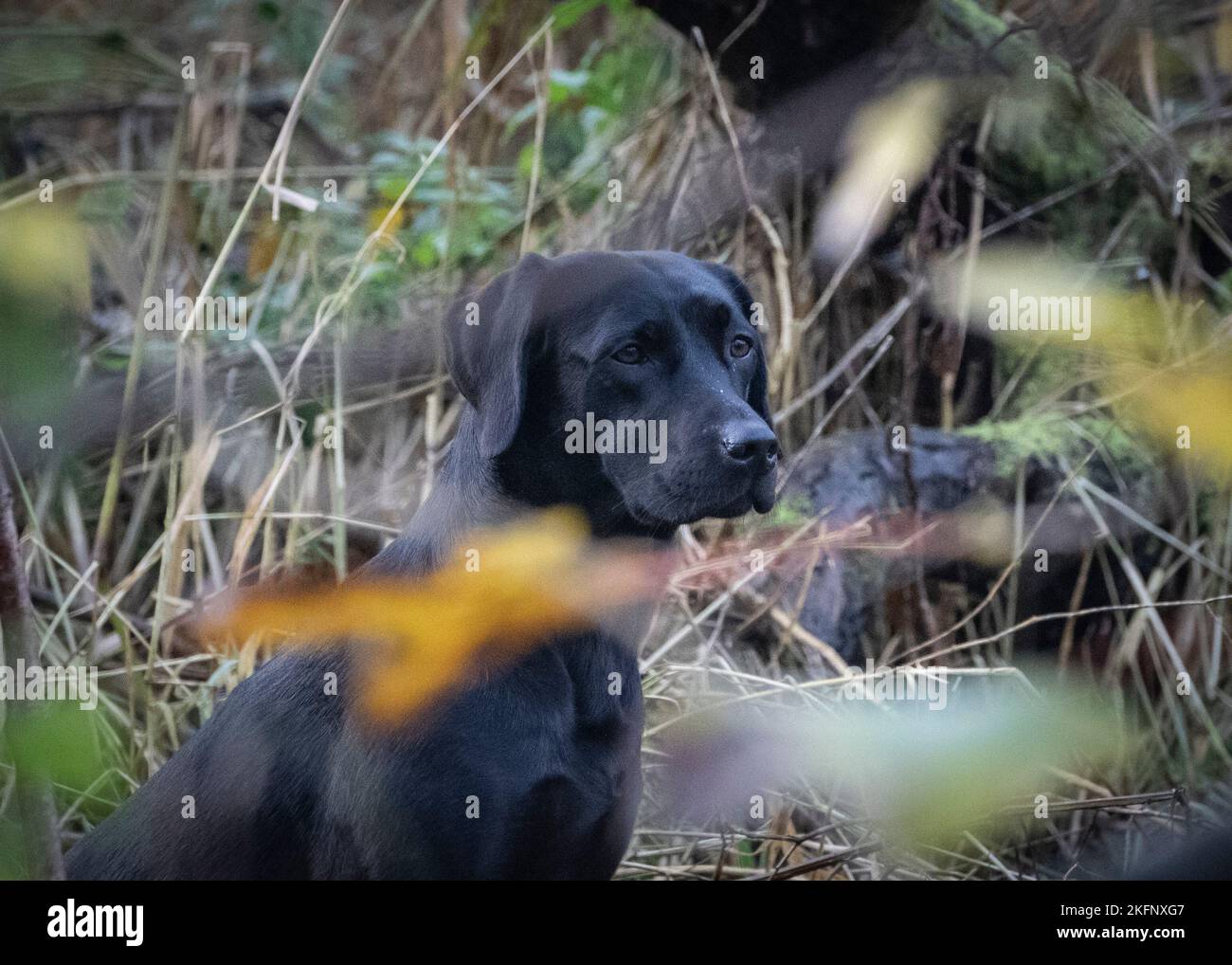 Working Black Labrador Stock Photo - Alamy