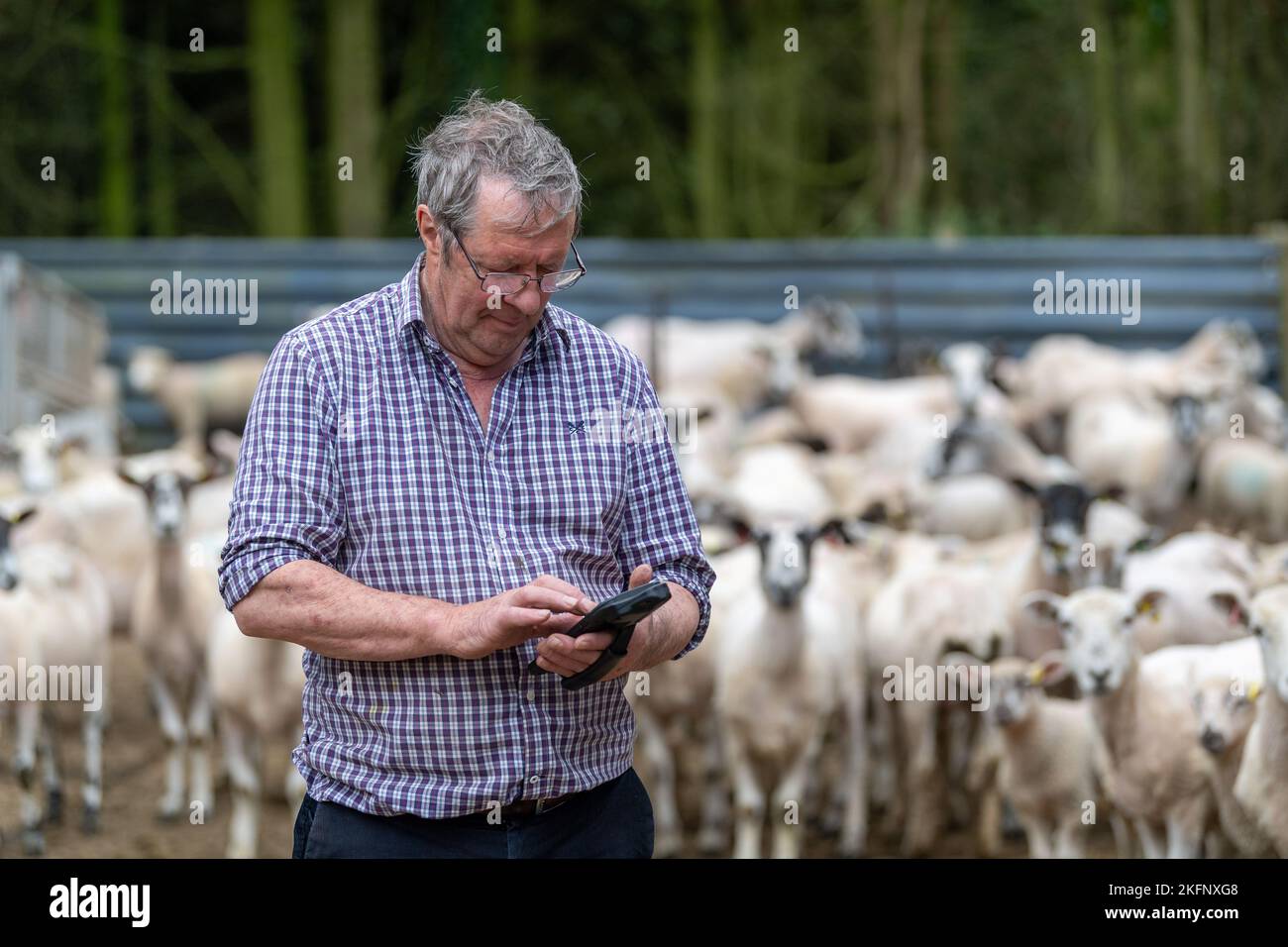 Checking sheep electronic identification device hi-res stock ...