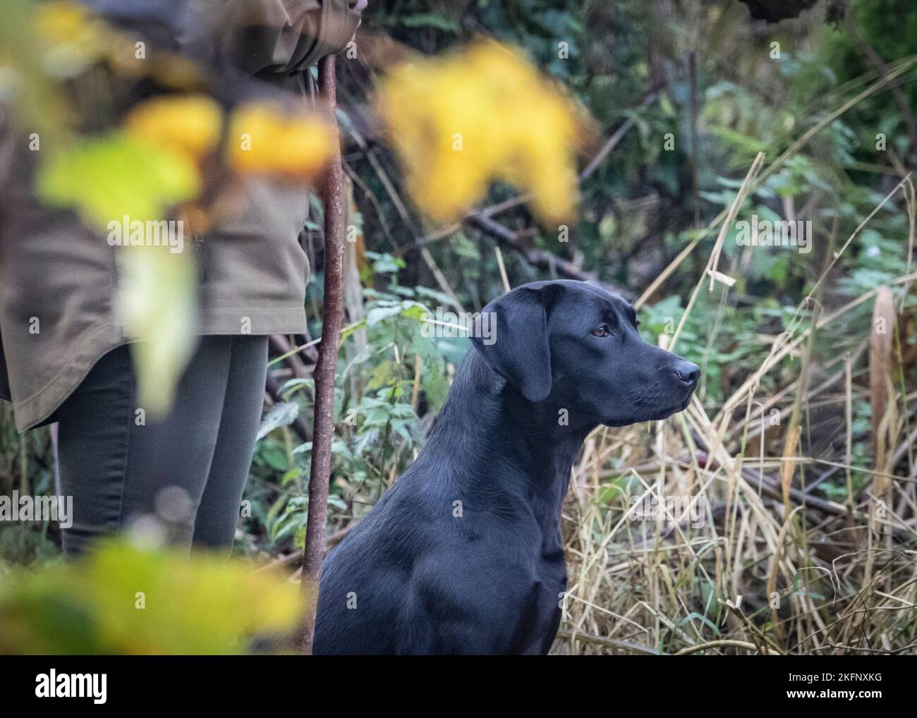 Working Black Labrador Stock Photo - Alamy