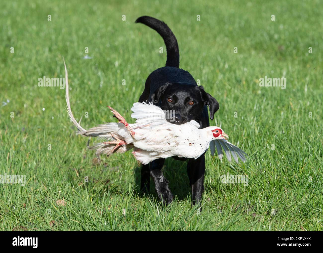 Working Black Labrador Stock Photo - Alamy
