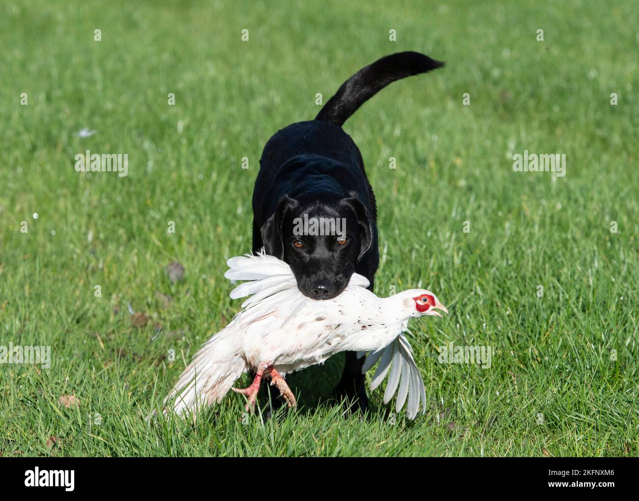 Working Black Labrador Stock Photo - Alamy