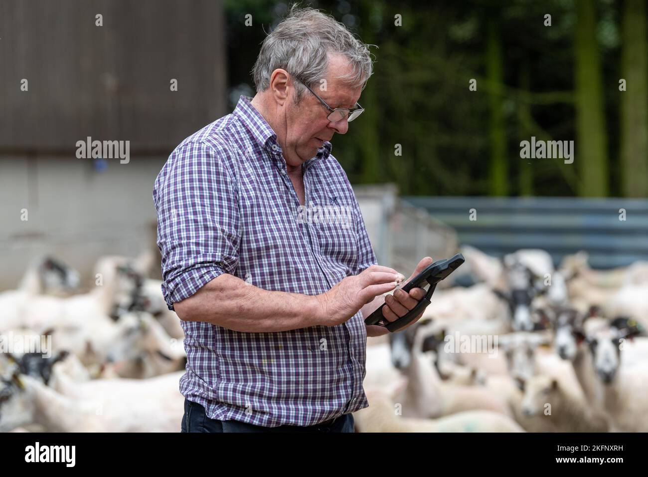 Farmer with electronic ear tag reader in yard with sheep, checking ...