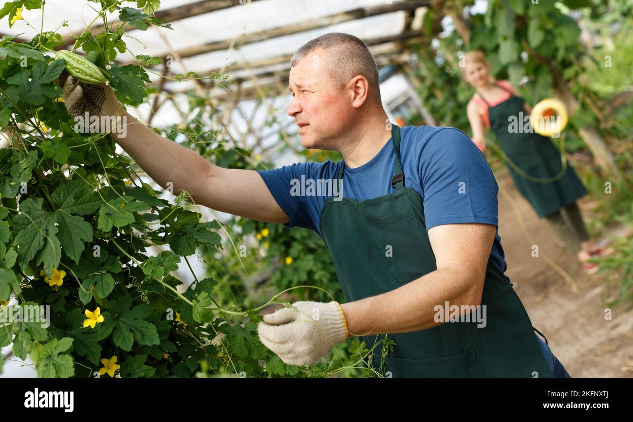 Male farmer cultivating Momordica Stock Photo - Alamy