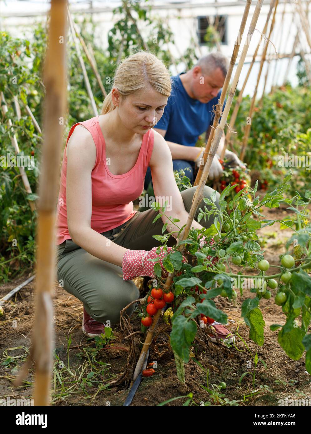 Woman man harvesting tomatoes hi-res stock photography and images - Alamy