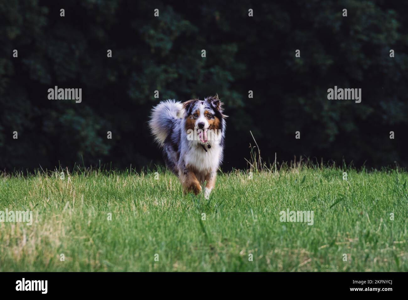 Happy dog running in meadow with a happy smiley face Stock Photo - Alamy