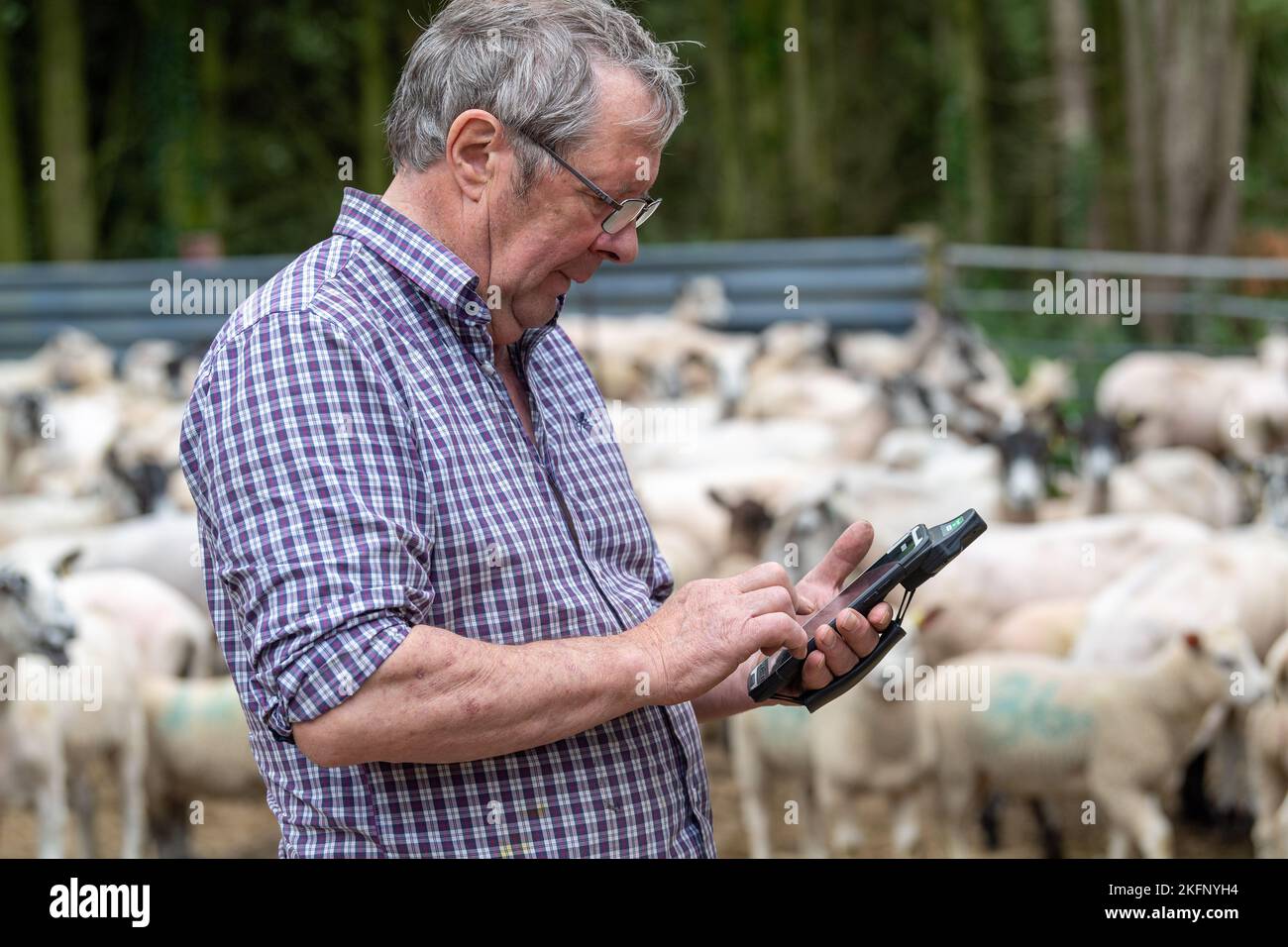 Checking sheep electronic identification device hi-res stock ...