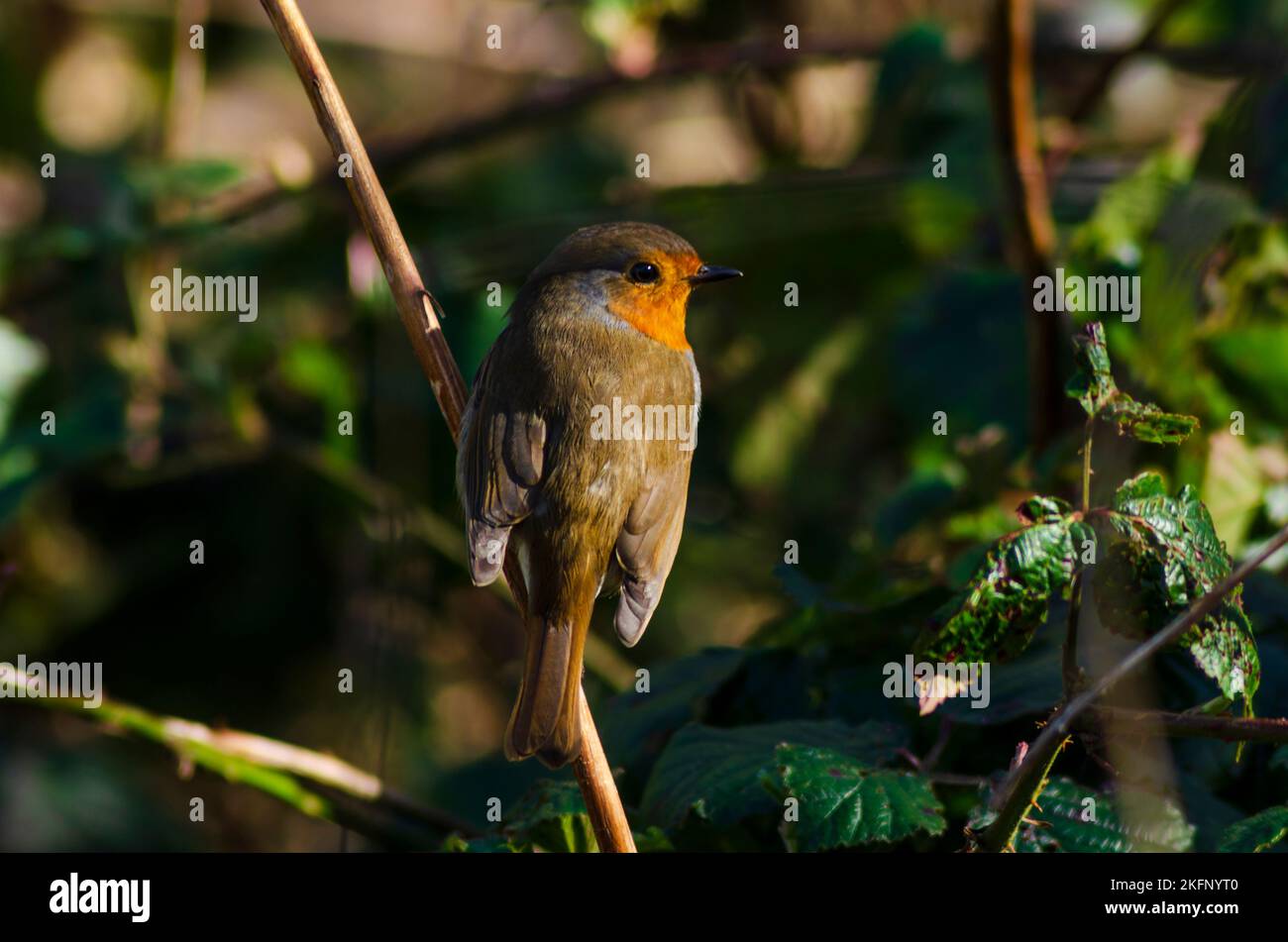 robin redbreast sitting in a bush beside River Lagan Stock Photo - Alamy