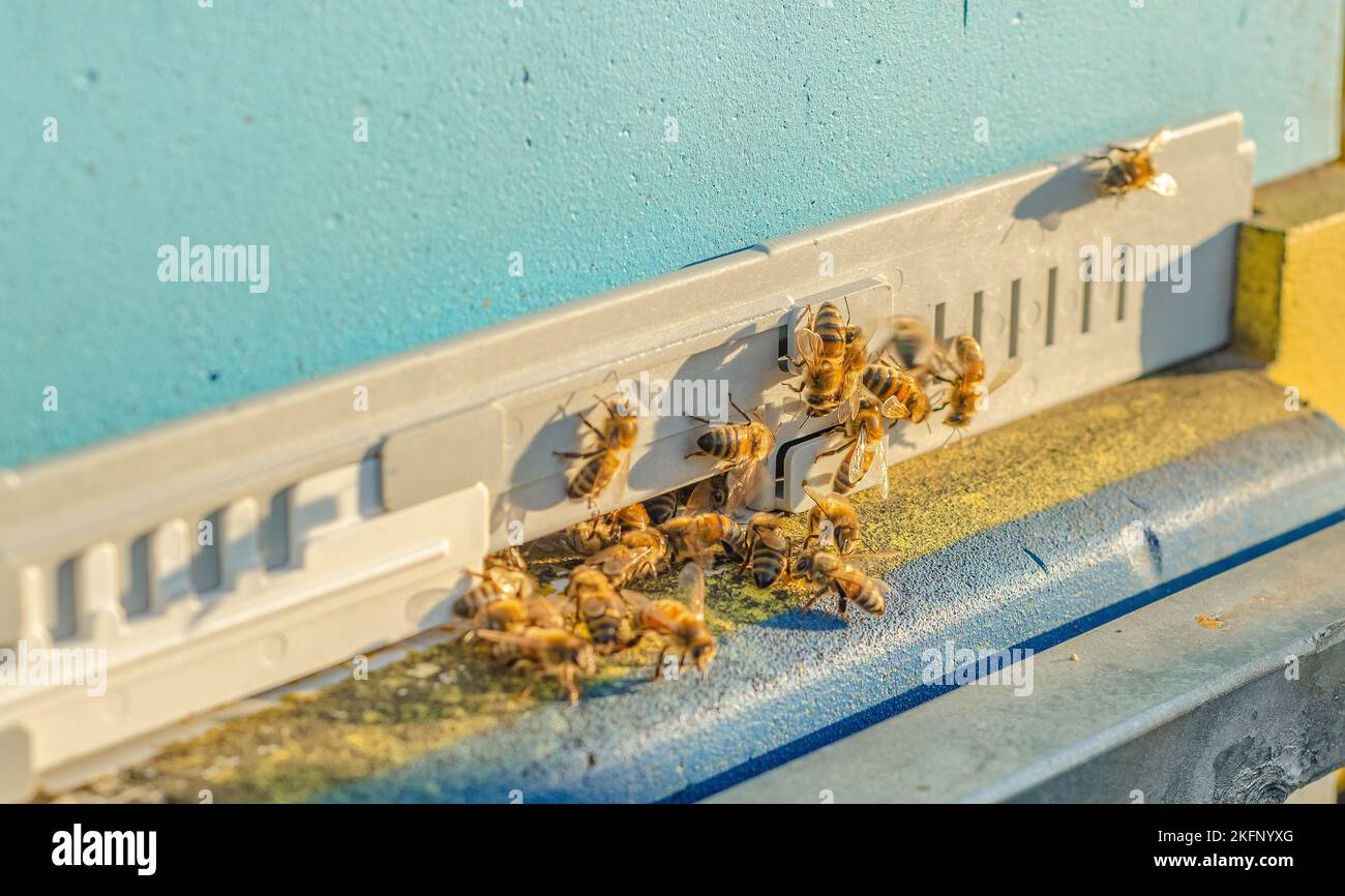 Beekeeping, beekeeper at work, bees in flight Stock Photo - Alamy