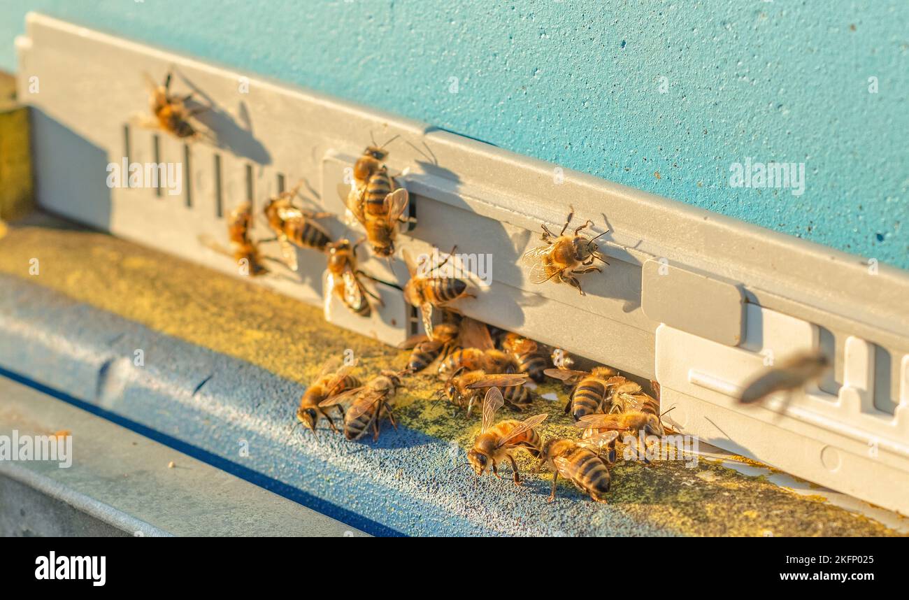 Beekeeping, beekeeper at work, bees in flight Stock Photo - Alamy