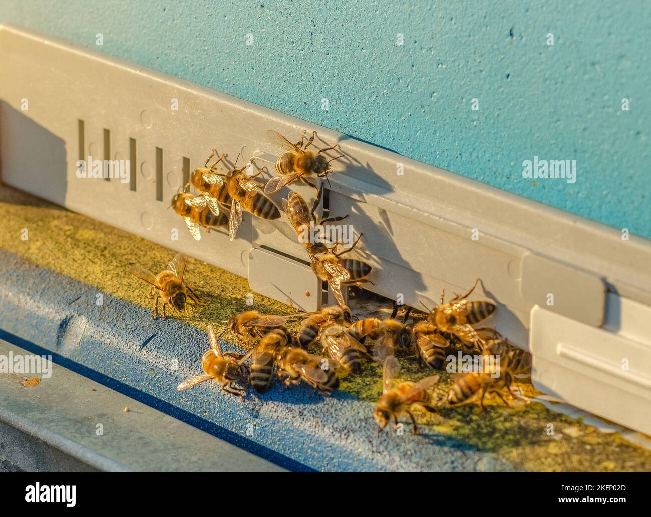 Beekeeping, beekeeper at work, bees in flight Stock Photo - Alamy
