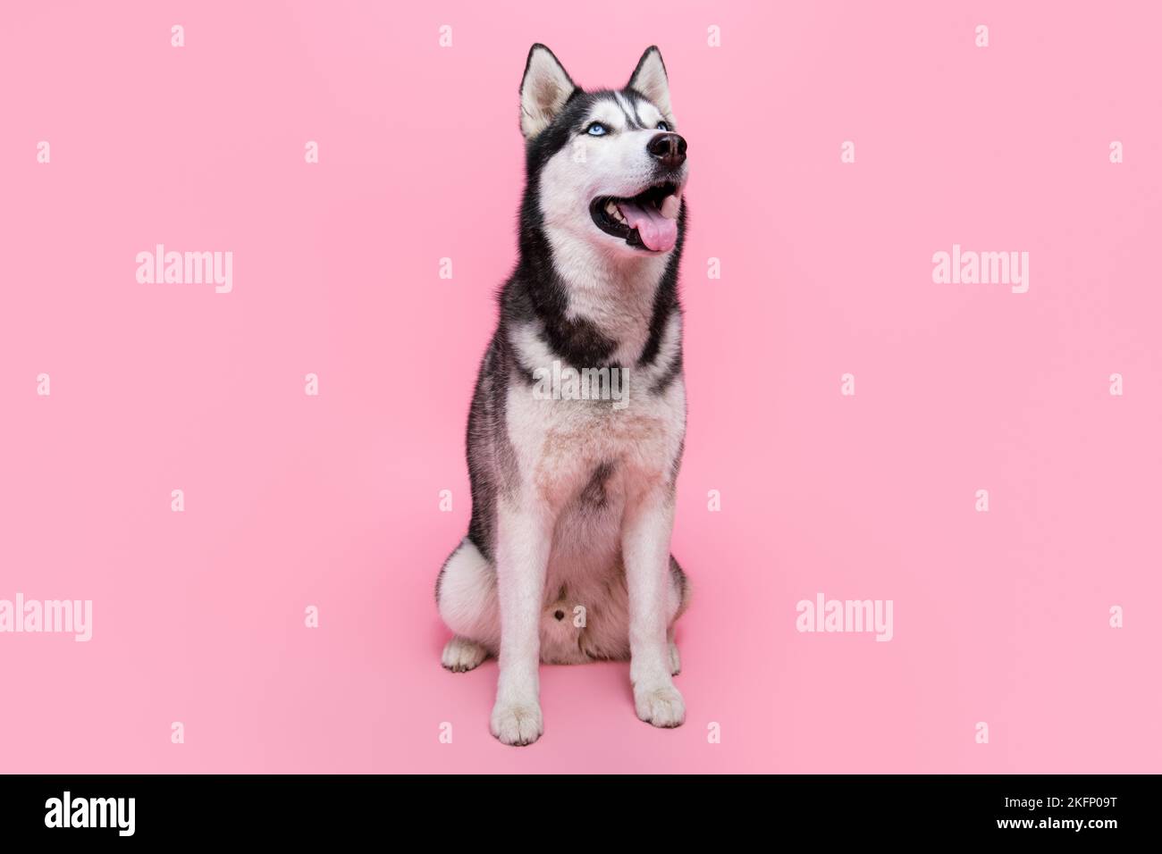 Full body photo of siberian husky dog wait reward for doing sit command ...
