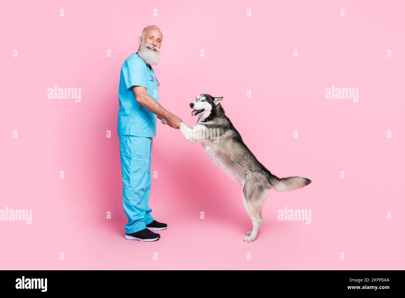 Full length profile side photo of veterinarian finish fluffy siberian ...