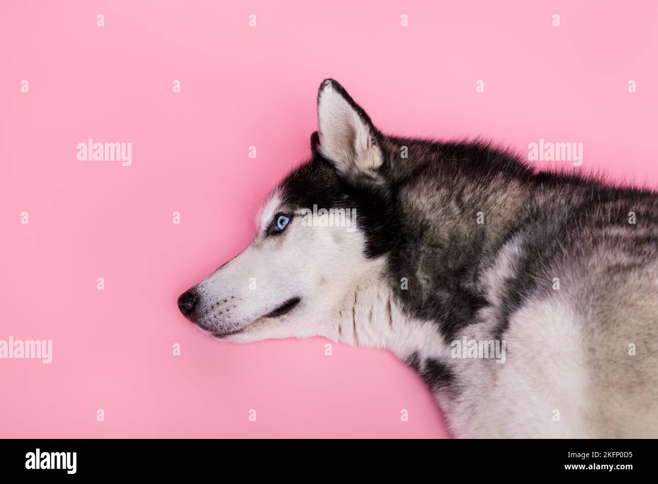 Photo of cute adorable husky lying calm white veterinarian examine in ...