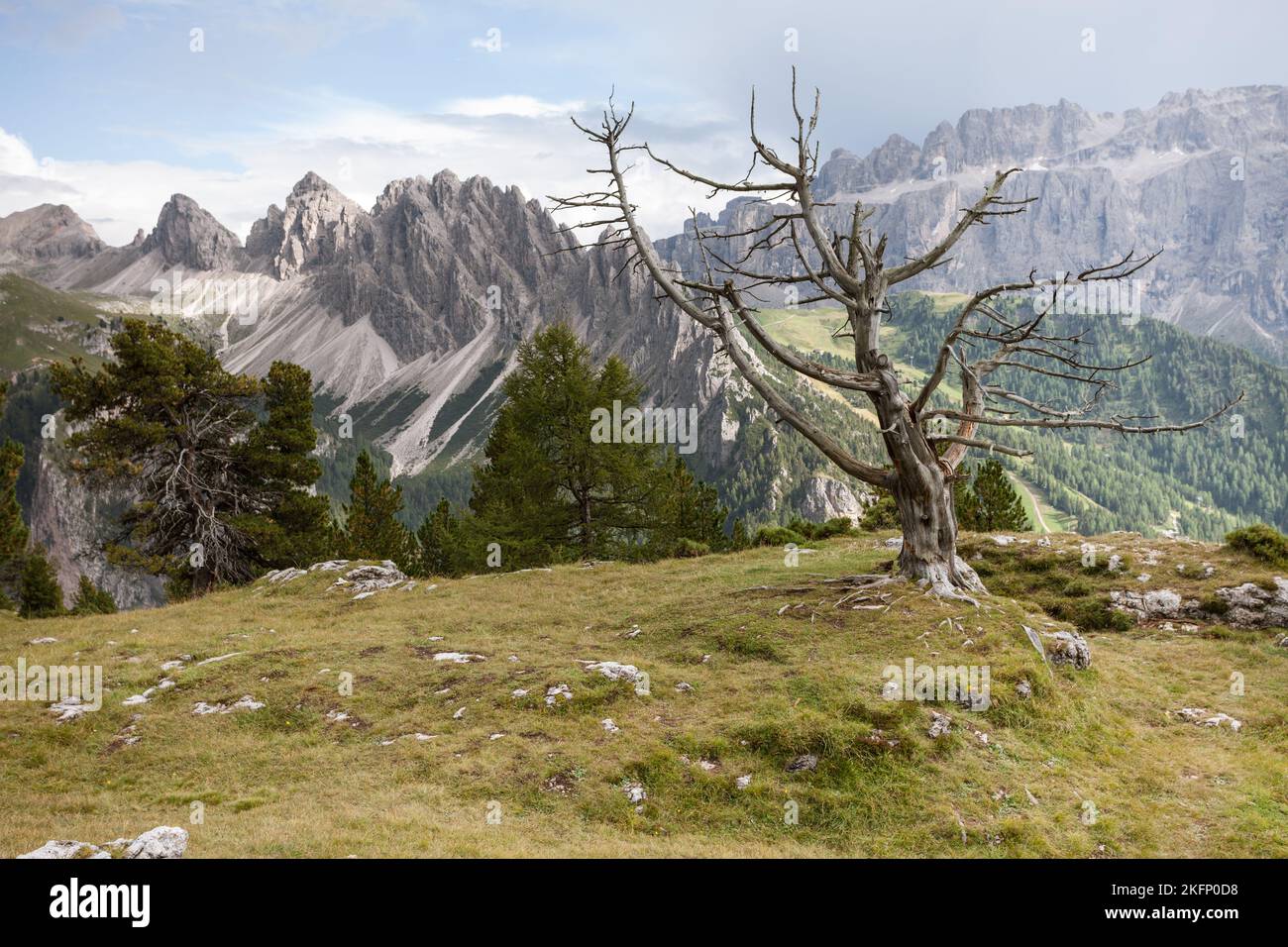 old died pine tree over an alpine pasture in Dolomites Stock Photo - Alamy