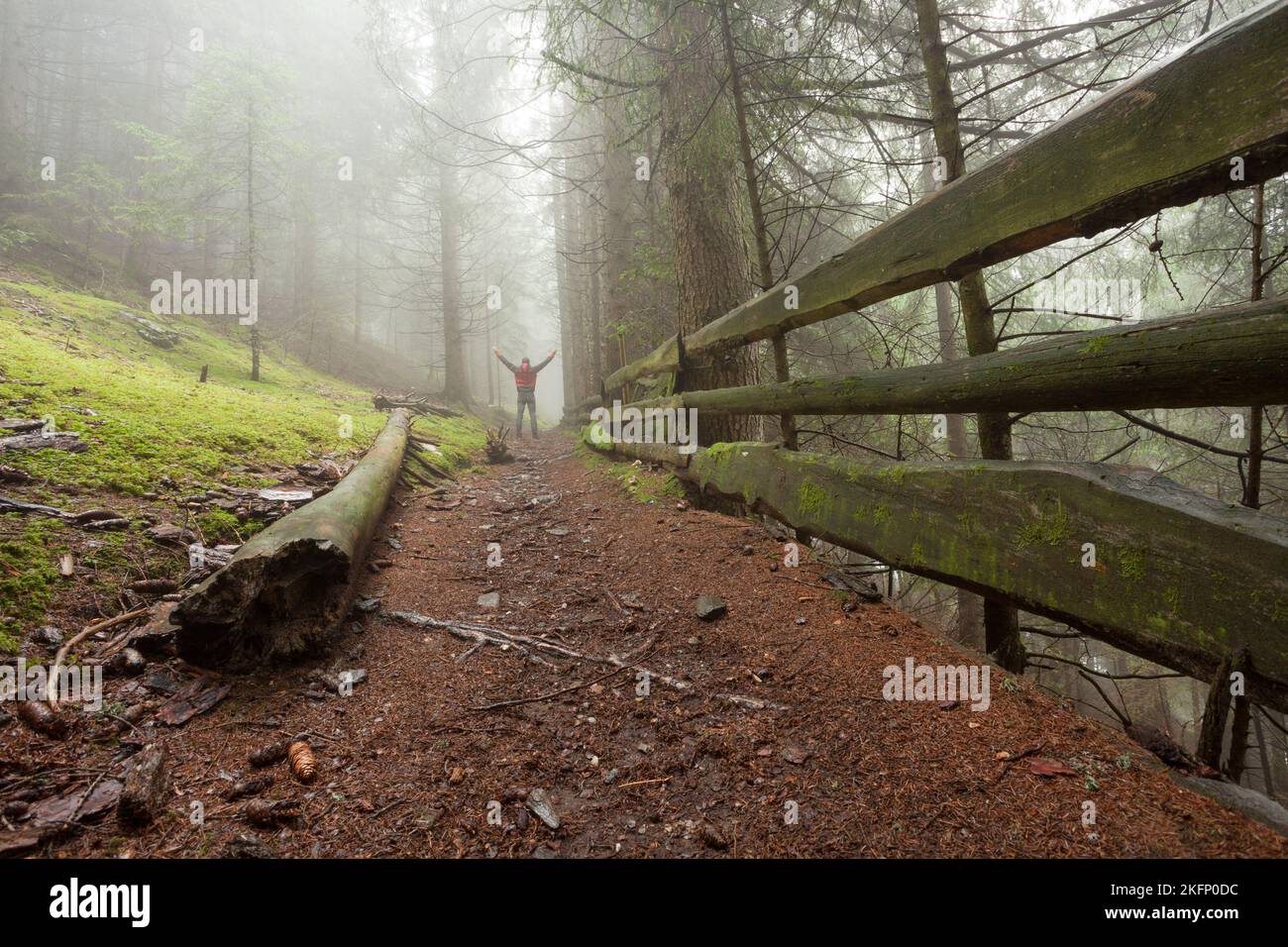 a man walking alone inside a forest in a foggy day Stock Photo - Alamy