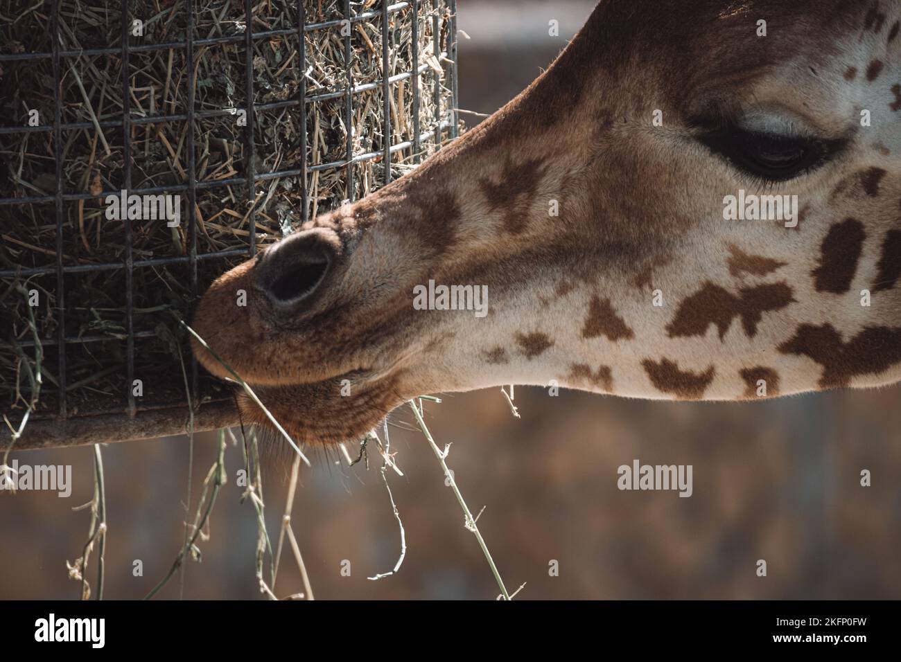 A giraffe eats hay from a feeder Stock Photo - Alamy