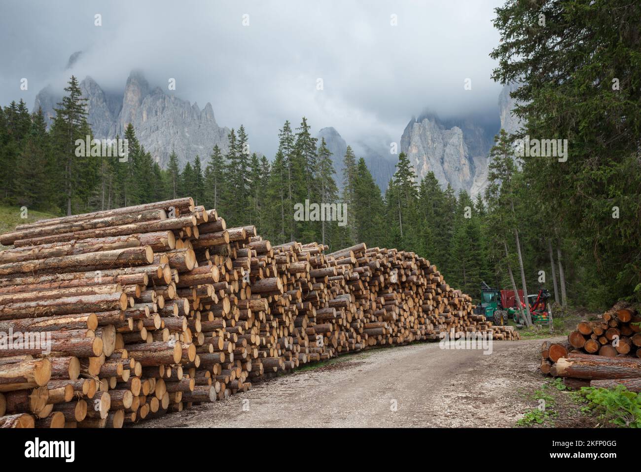 cut pine tree inside an Italian forest Stock Photo - Alamy