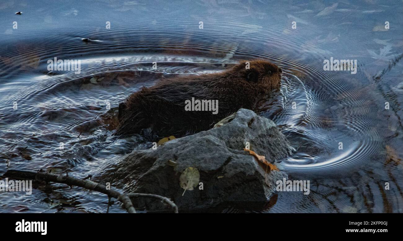 A cute little fluffy beaver swimming between rocks in crystal clear ...