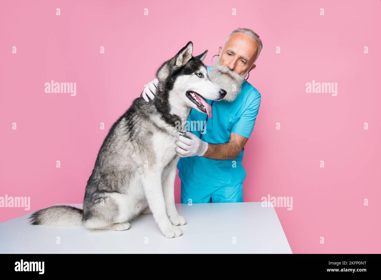 Full size photo of serious doctor wear blue uniform examine husky with ...