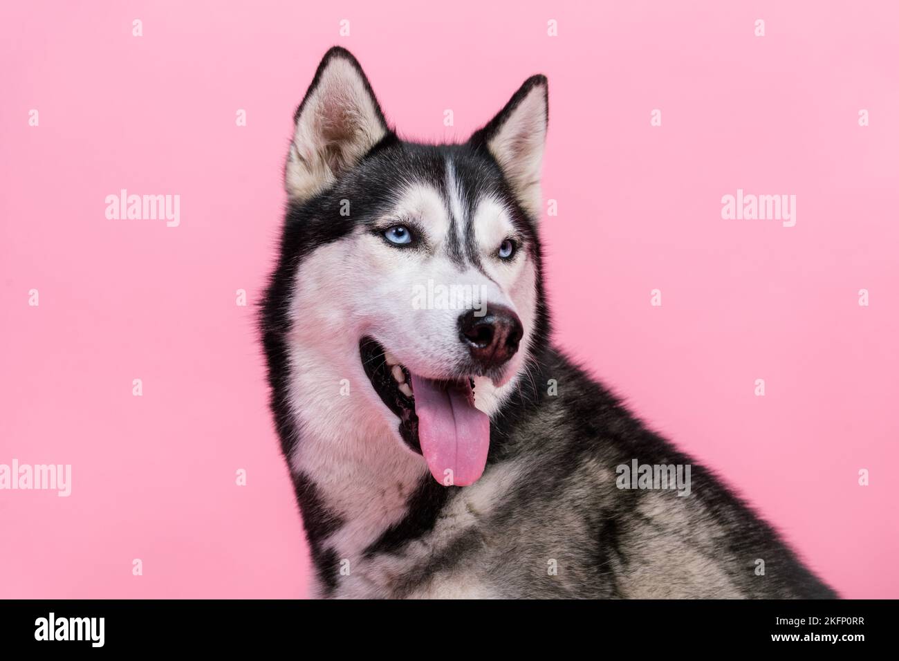 Portrait of fluffy siberian husky puppy looking his pet owner buying ...