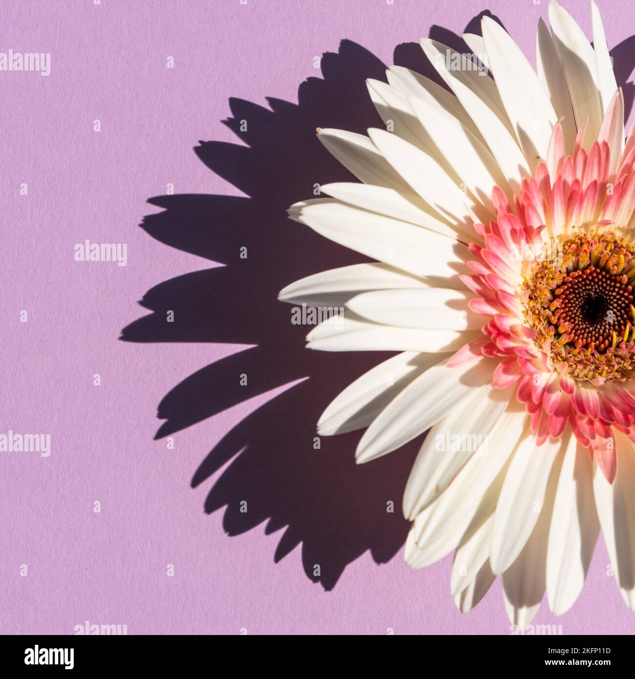 White gerbera on the purple background, flat lay Stock Photo - Alamy