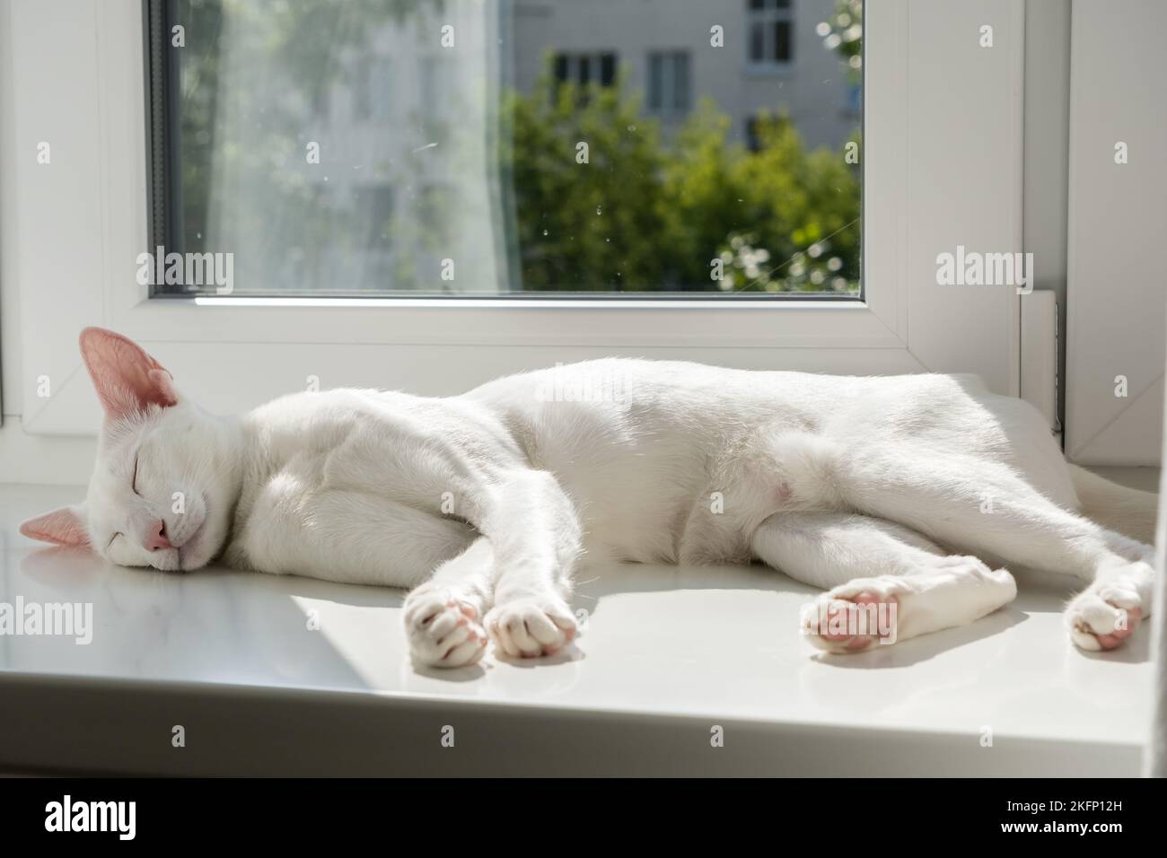Oriental shorthair white cat sleeping near the window Stock Photo - Alamy