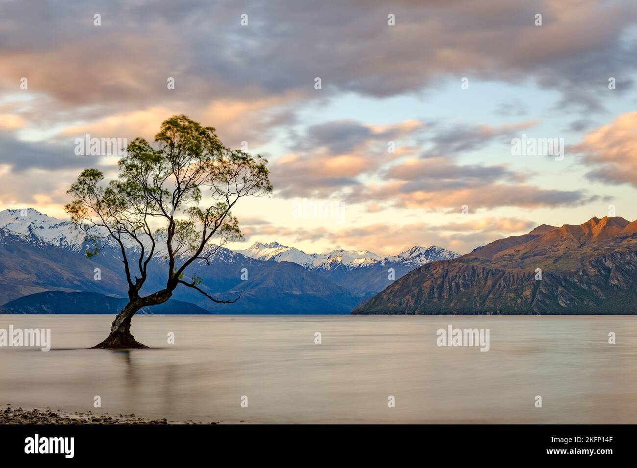 Lone tree of wanaka hi-res stock photography and images - Alamy