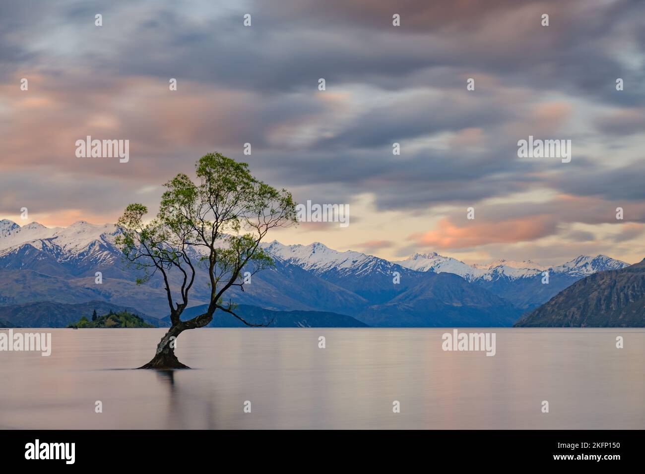 Lone tree at Wanaka, New Zealand Stock Photo - Alamy
