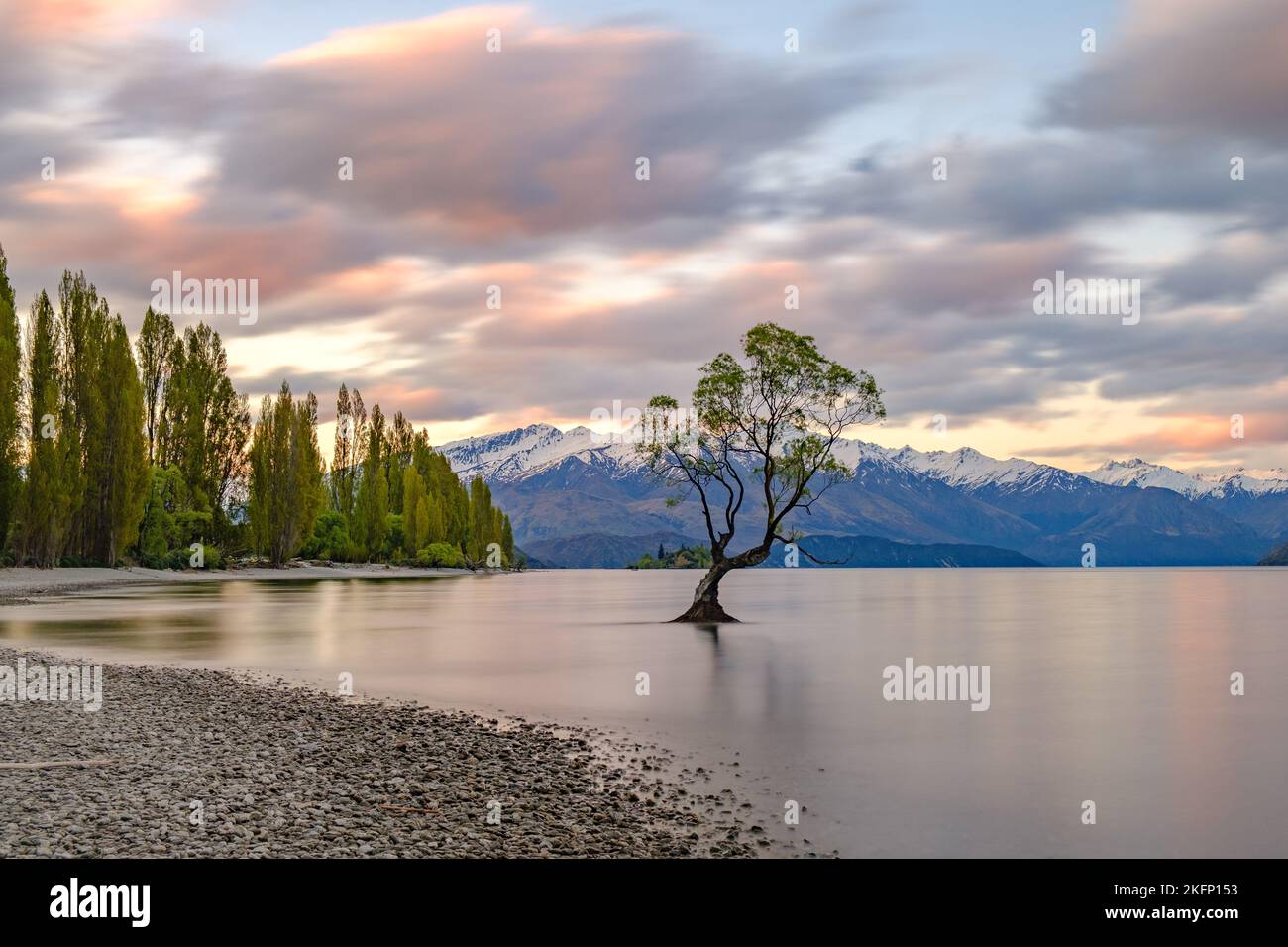 Lone tree at Wanaka, New Zealand Stock Photo - Alamy