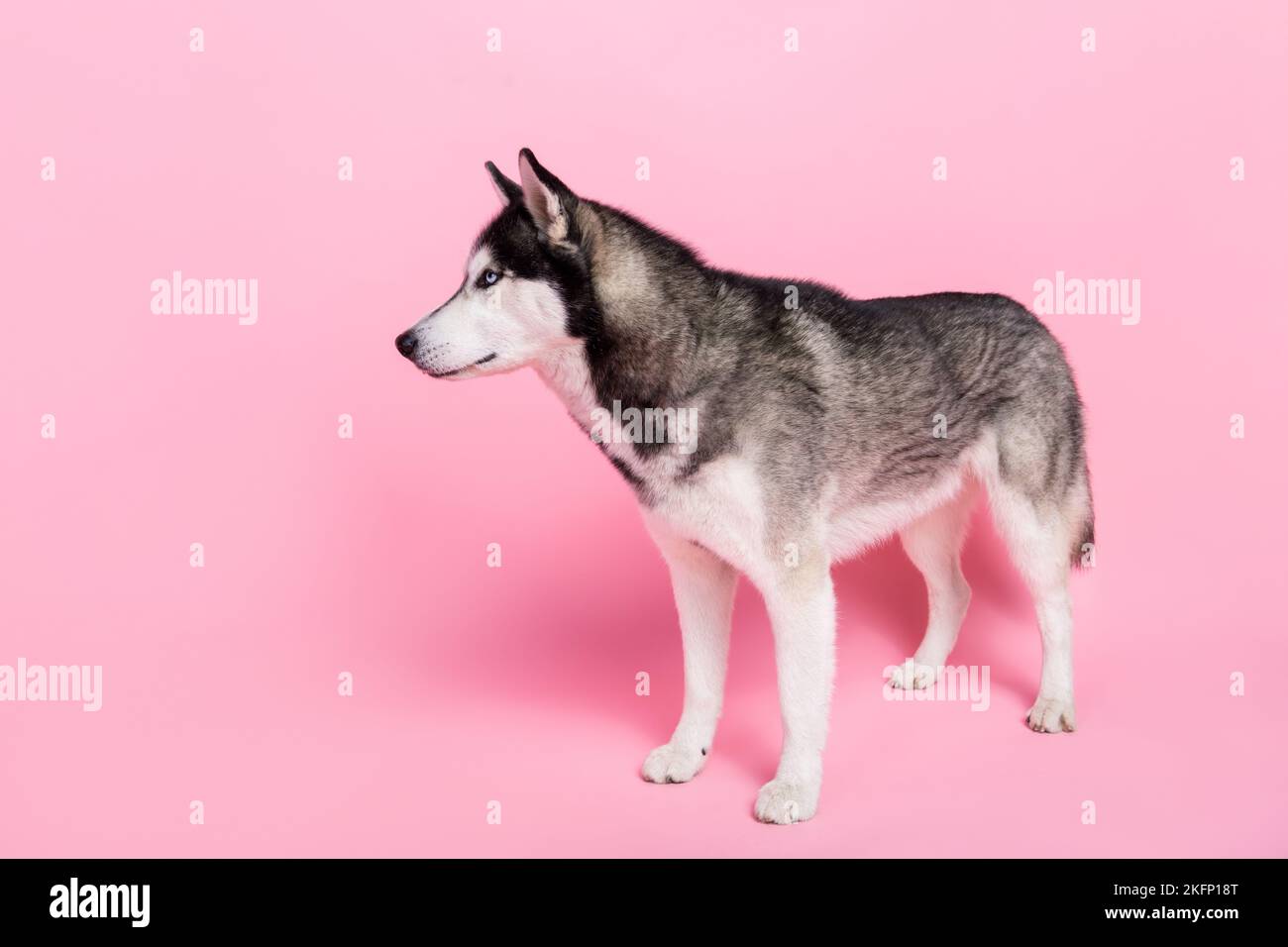 Profile side photo of cute adorable dog look copyspace standing ...