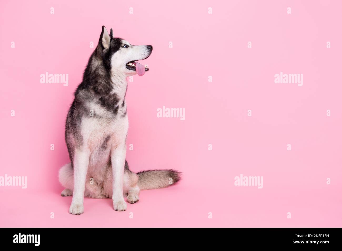 Photo portrait of cute curious black white fur sled dog sitting floor ...