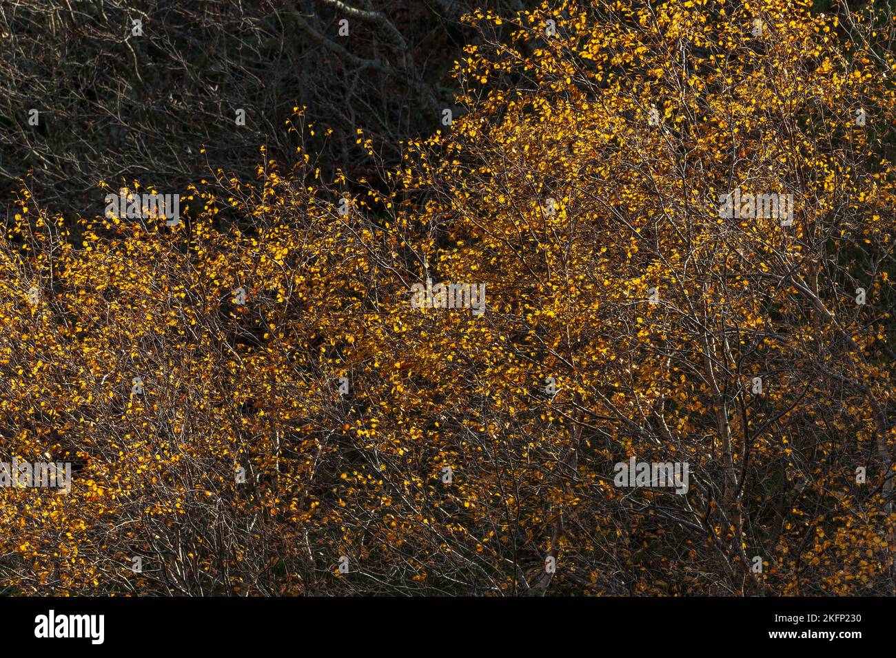Trees with fall colors in the mountain. Vosges, Alsace, France Stock ...