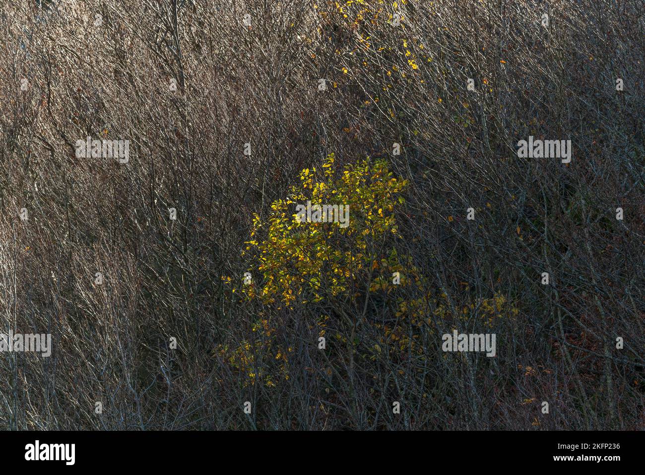 Trees with fall colors in the mountain. Vosges, Alsace, France Stock ...