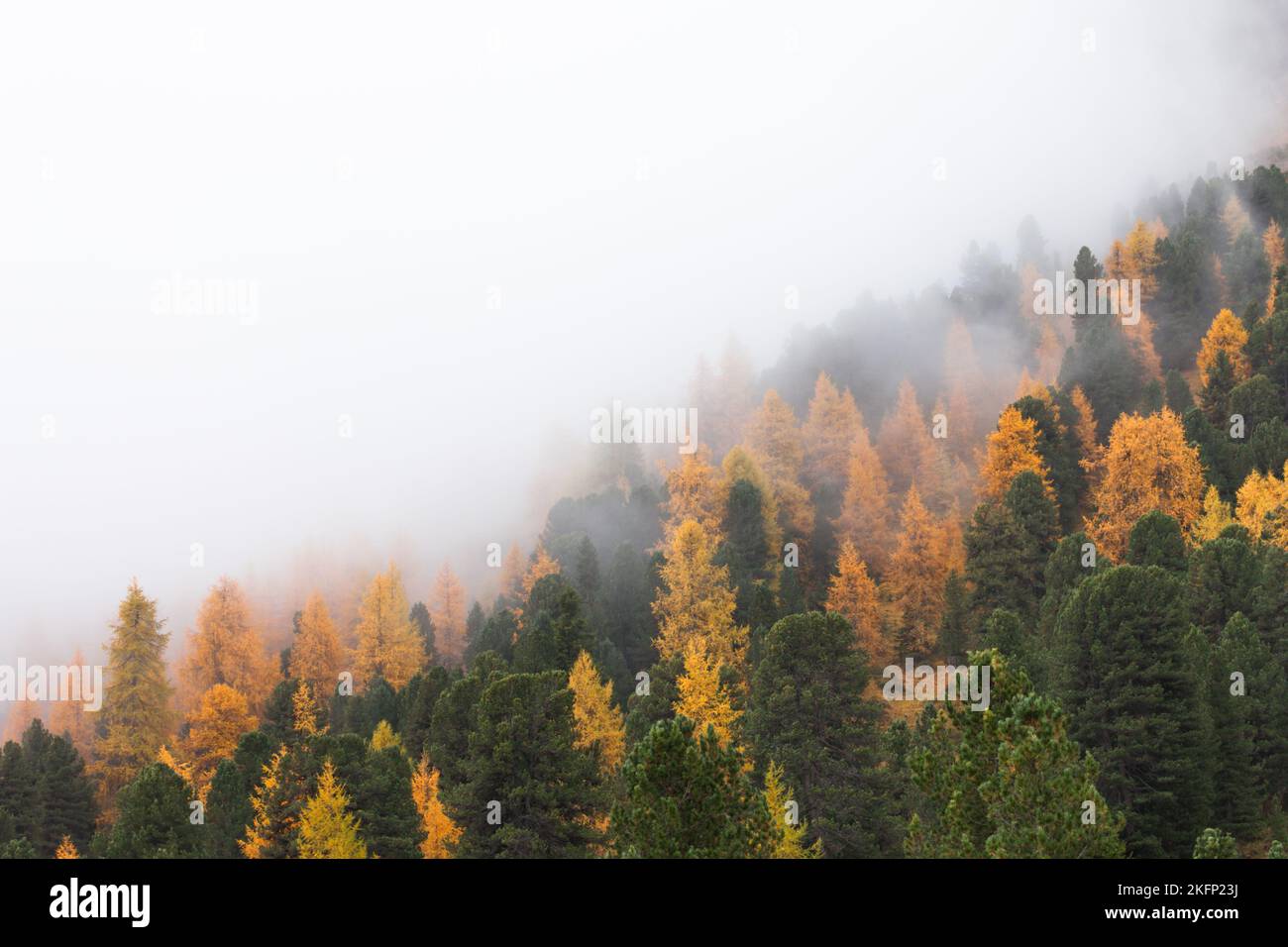 Low clouds in the forest at fall with yellow larches Stock Photo - Alamy