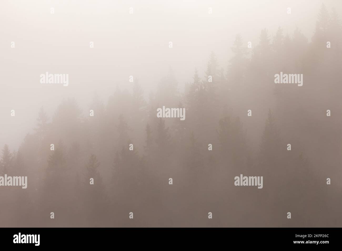 Low clouds in the forest at fall with yellow larches Stock Photo - Alamy