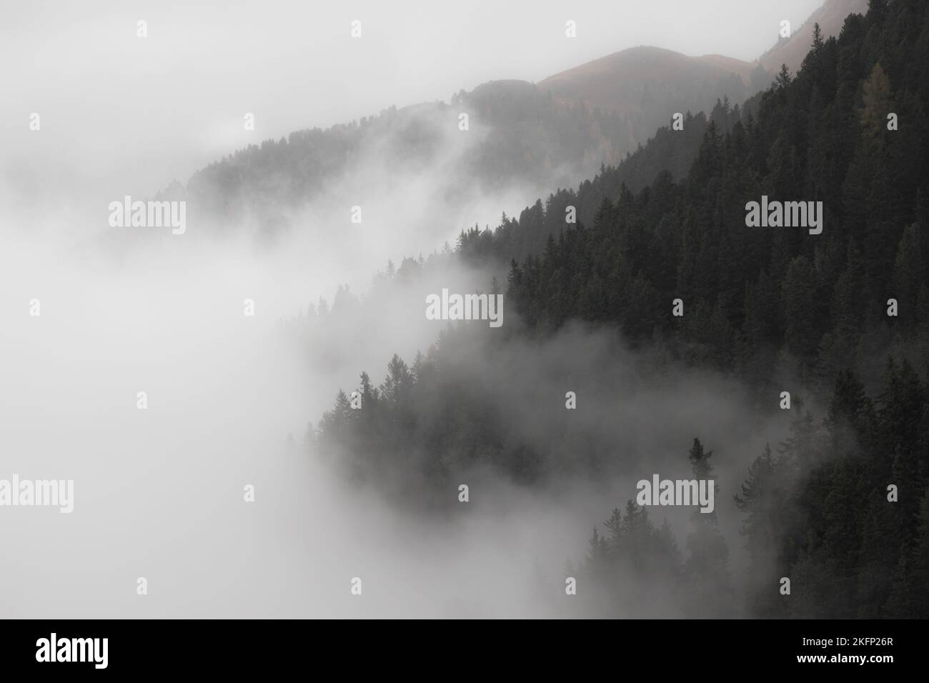 Low clouds in the forest at fall with yellow larches Stock Photo - Alamy